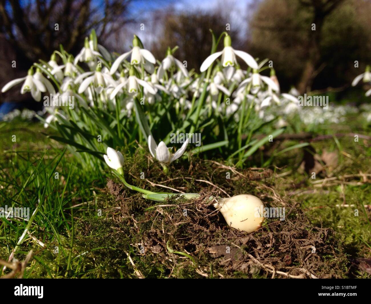 Snowdrop bulb at the side of flowers Stock Photo - Alamy