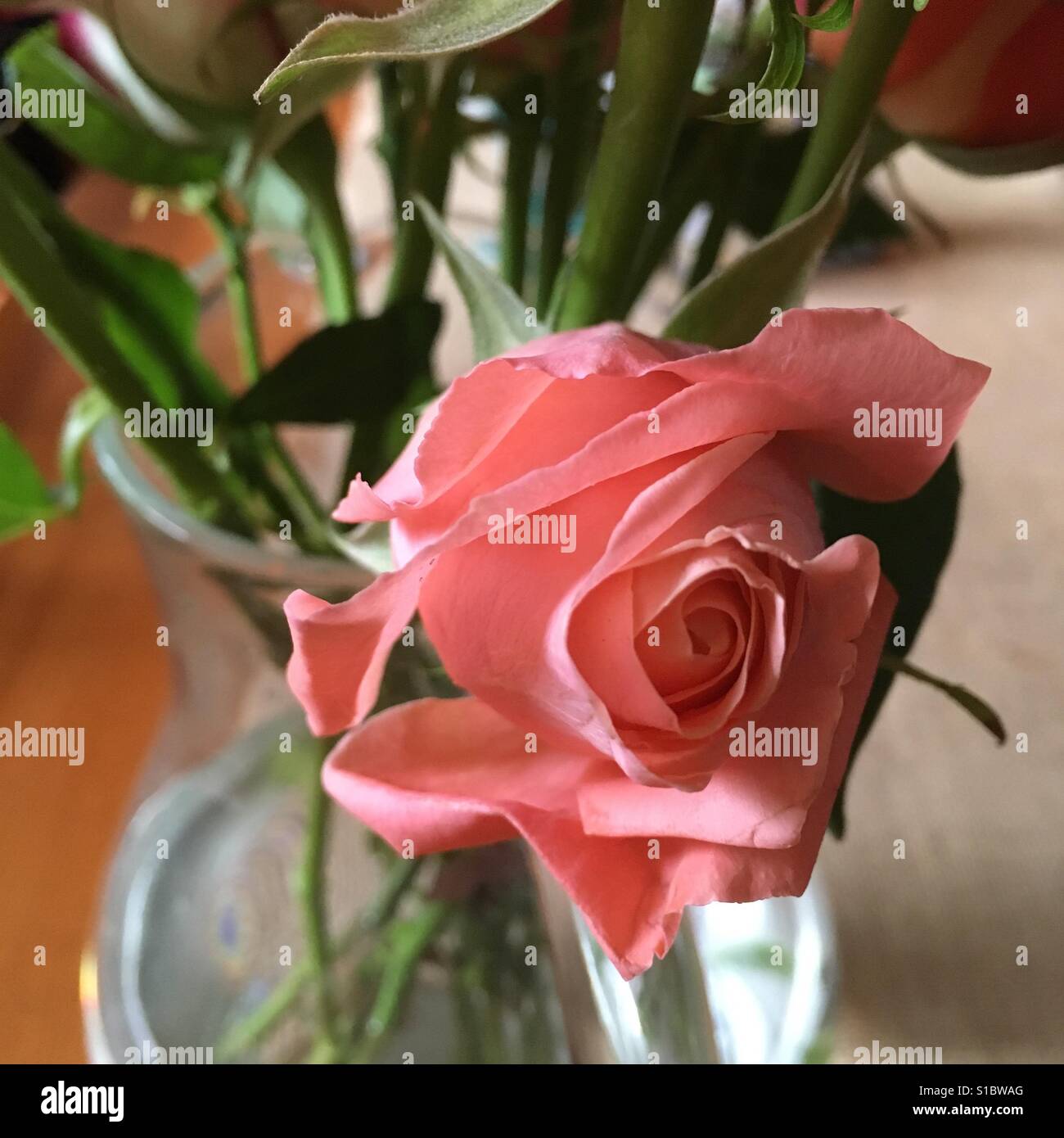 Pink farmers market rose Stock Photo - Alamy