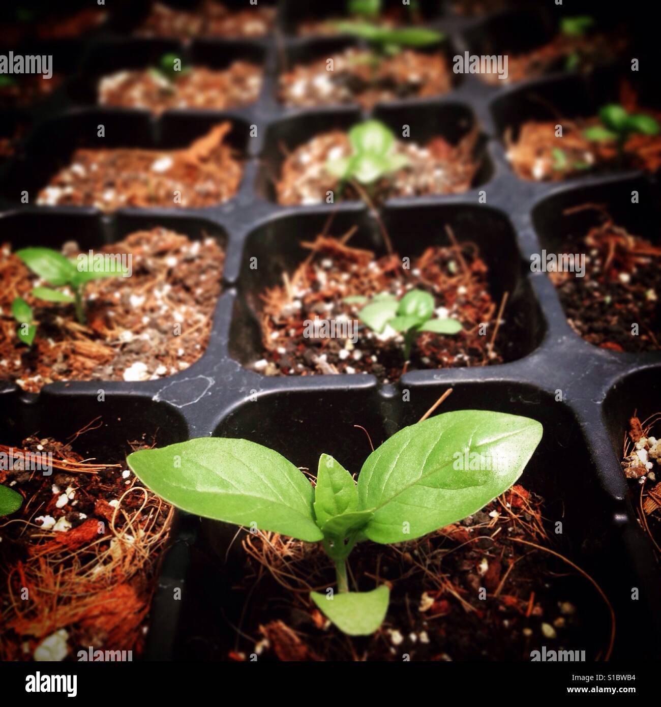 Organic basil plantling grows from seed at a community garden ...
