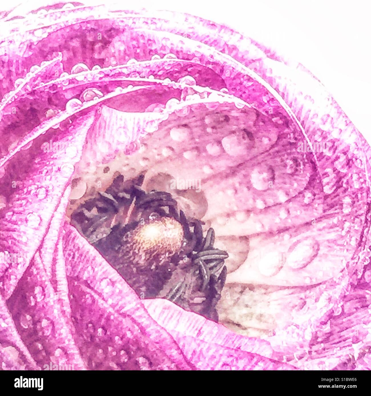 Ranunculus pollen hi-res stock photography and images - Alamy