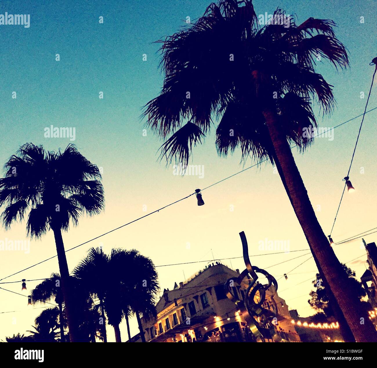 Palm tree manly hi-res stock photography and images - Alamy