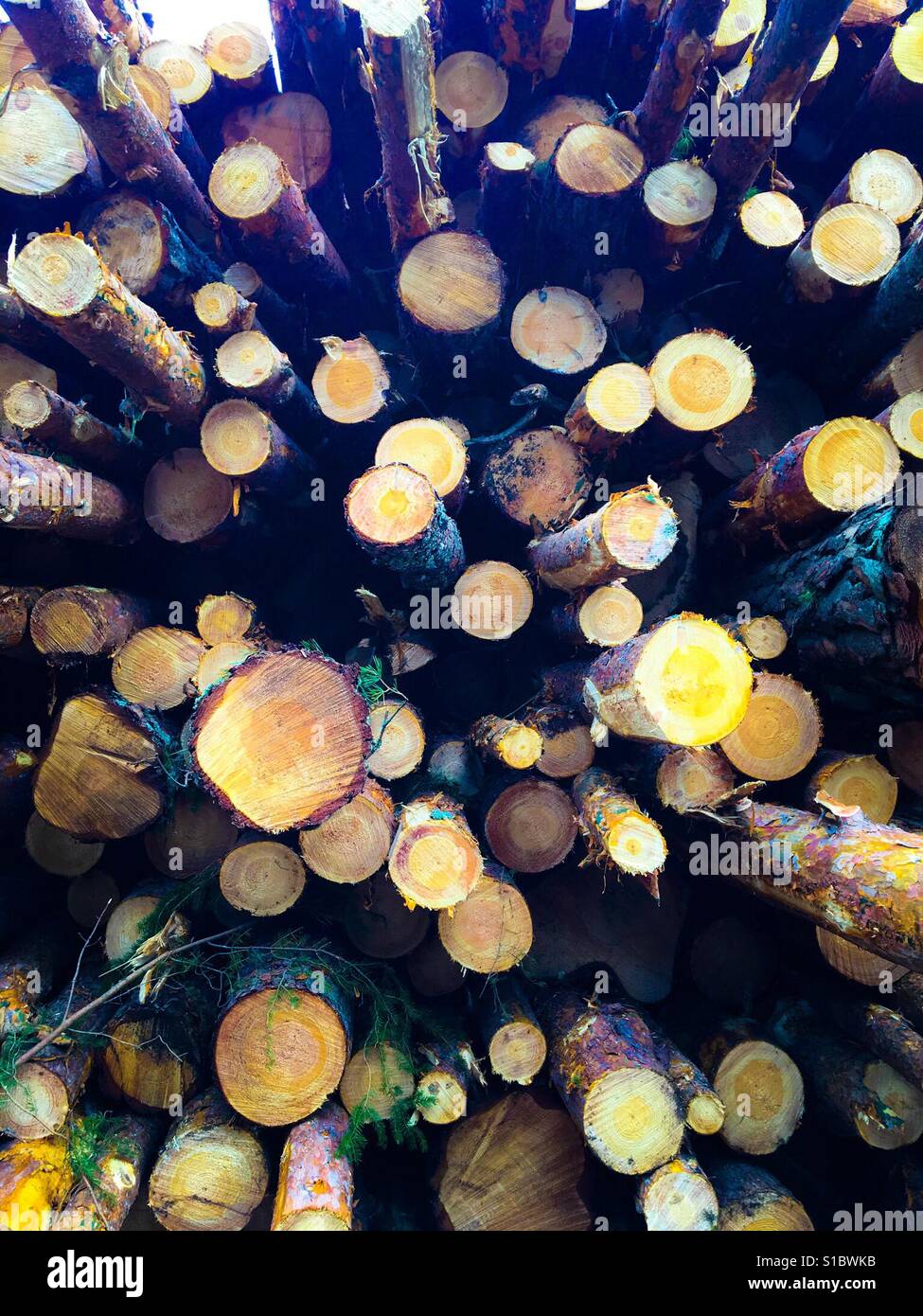 A Bunch of cutdown trees Stock Photo - Alamy