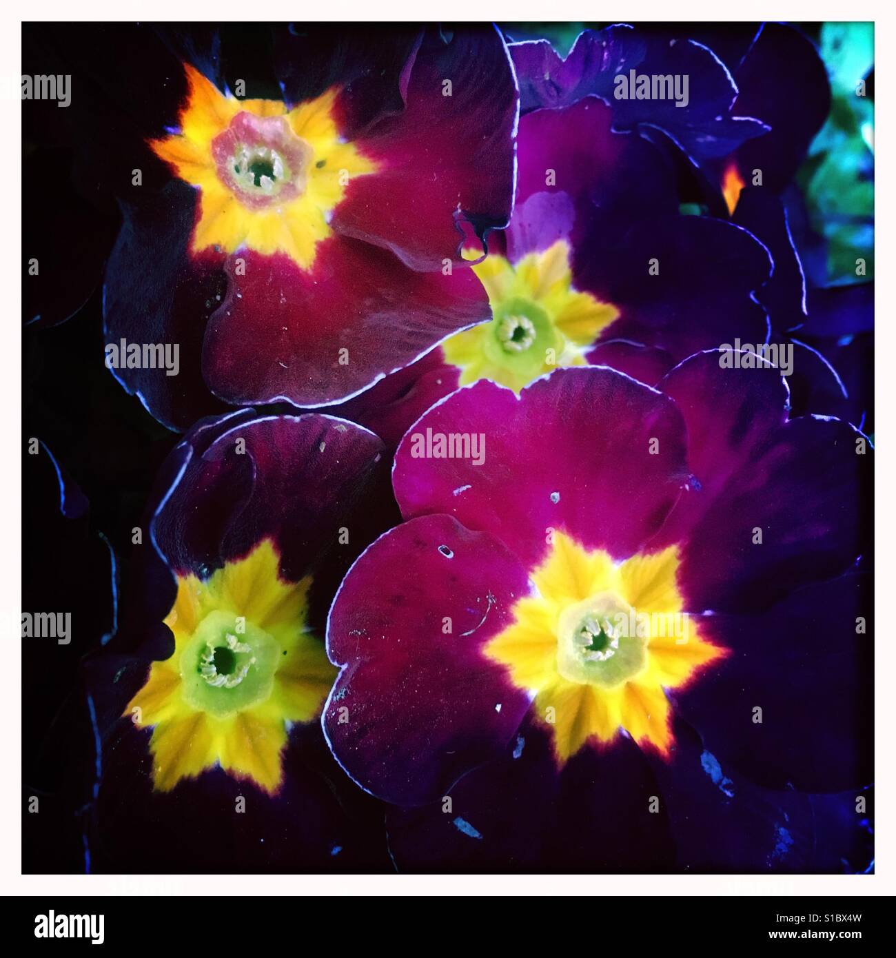 Purple and yellow plants hi-res stock photography and images - Alamy