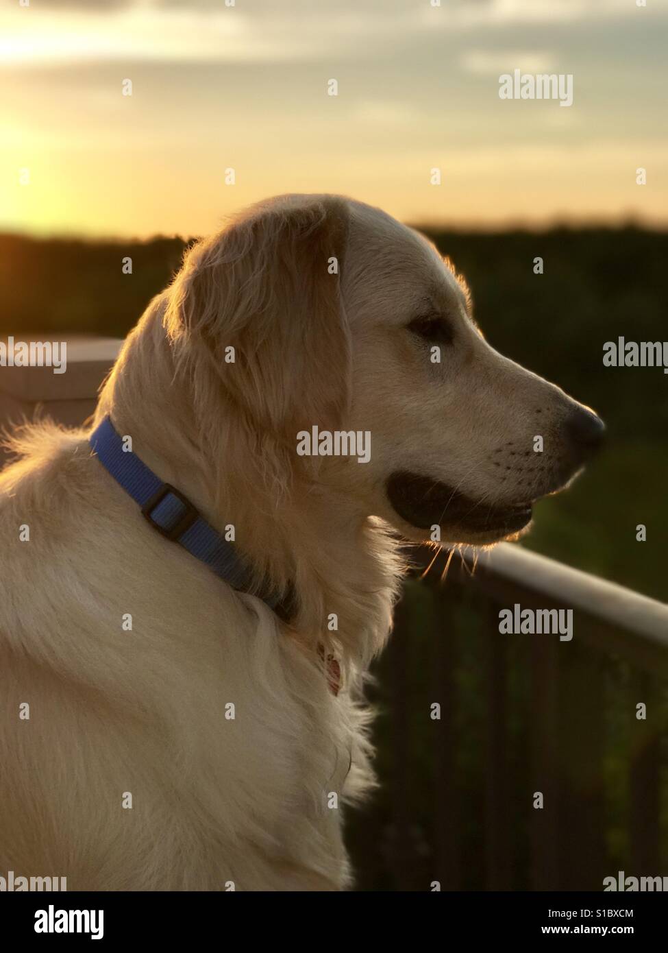 Male golden retriever hi-res stock photography and images - Alamy