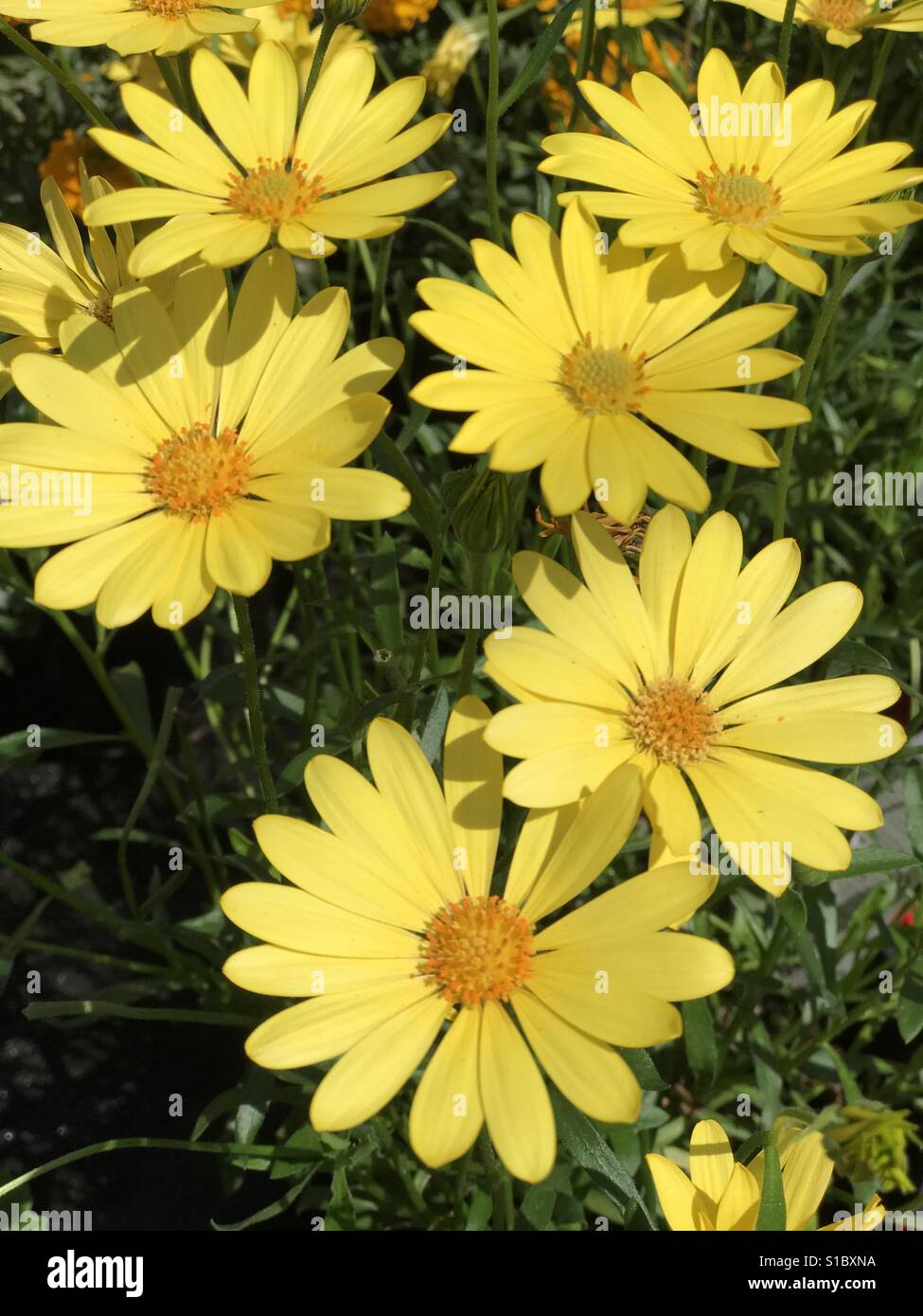 Soleado hi-res stock photography and images - Alamy