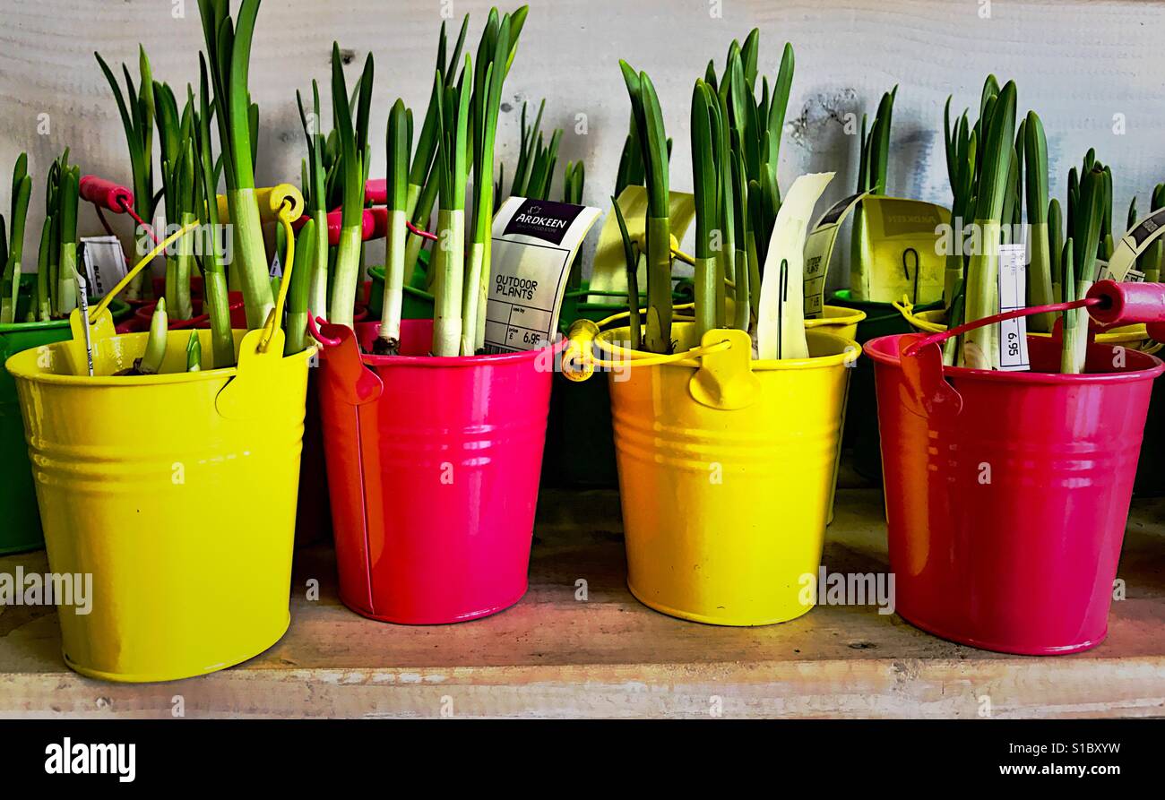 Colourful of plant pots Stock Photo - Alamy
