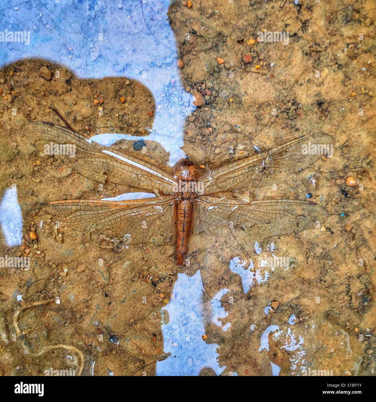 Drowned dragonfly hi-res stock photography and images - Alamy