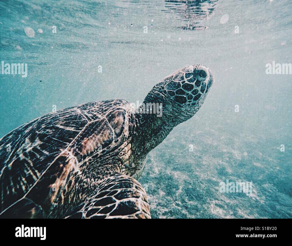 Mr turtle hi-res stock photography and images - Alamy