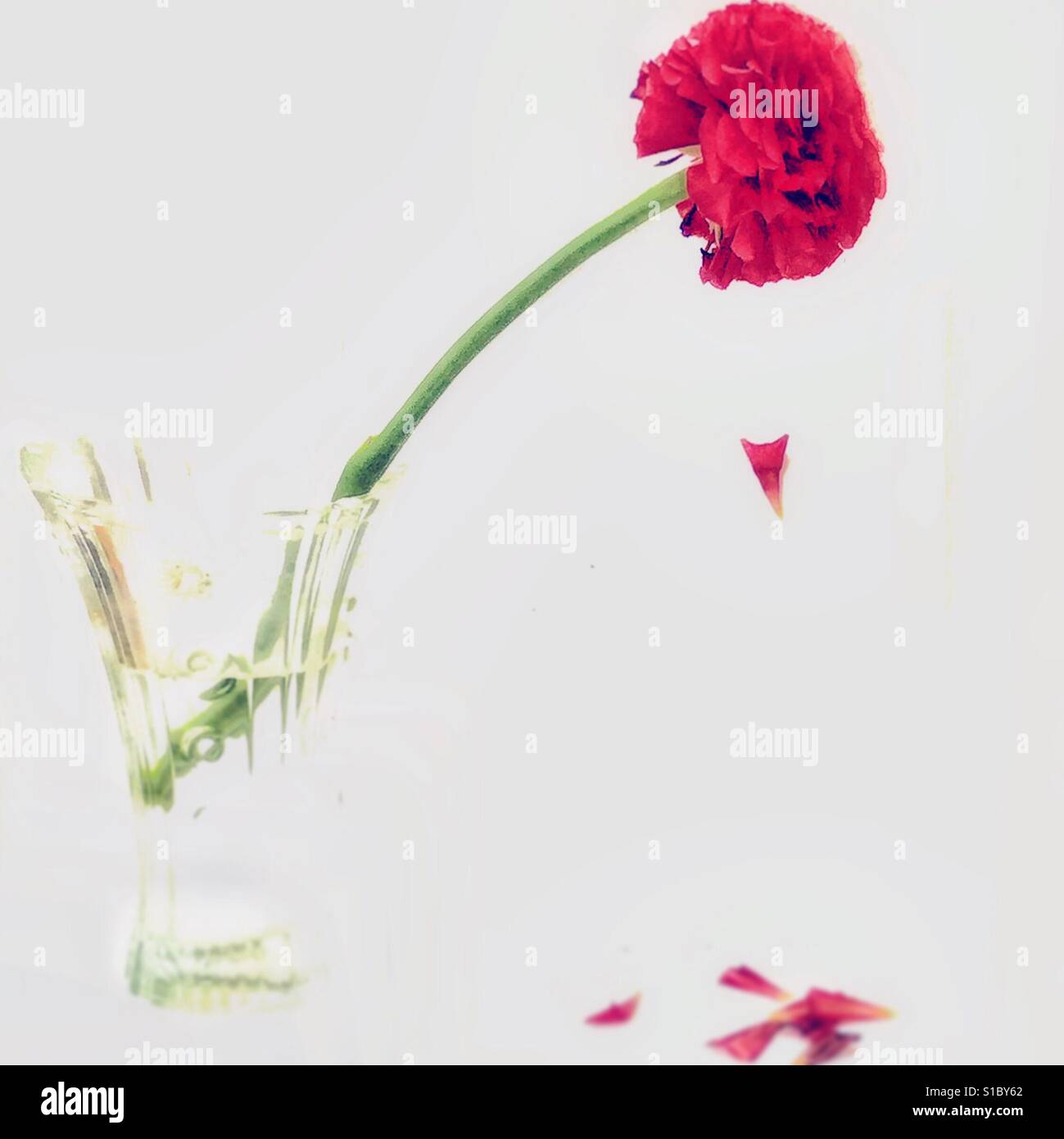 Falling petals from a Ranunculus flower in a vase Stock Photo - Alamy