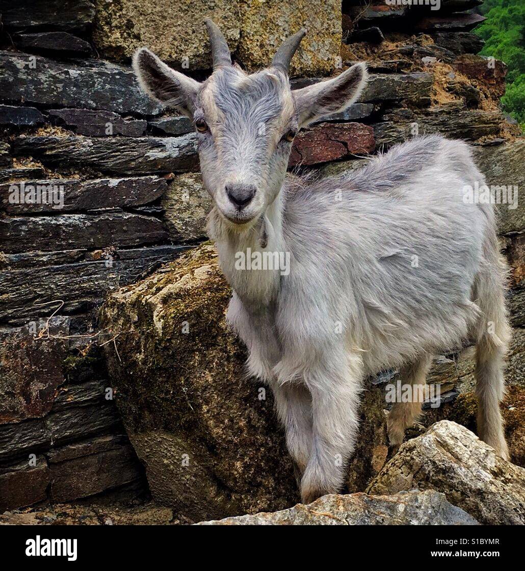 Staring goat hi-res stock photography and images - Alamy