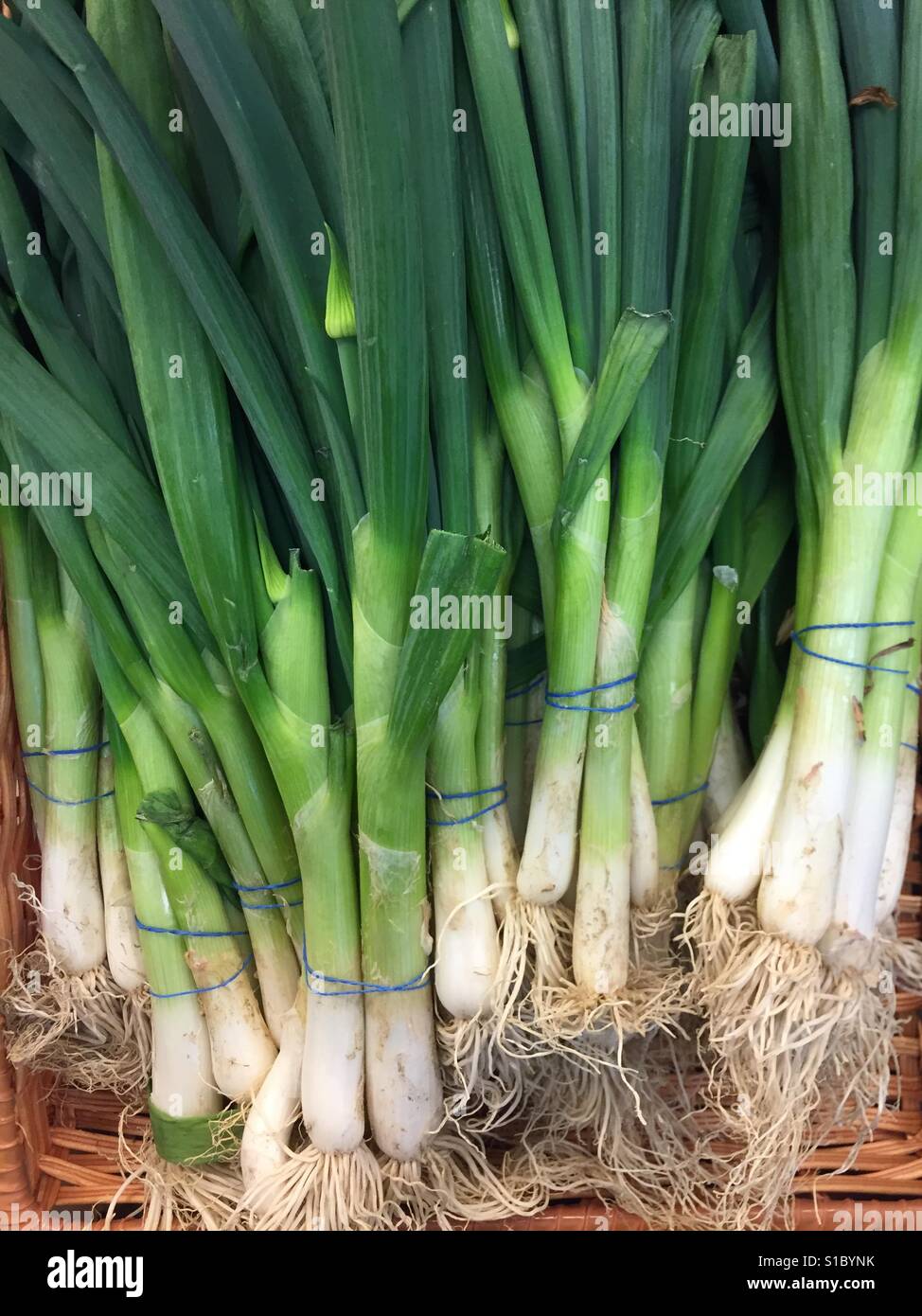Bunches of green onions hi-res stock photography and images - Alamy