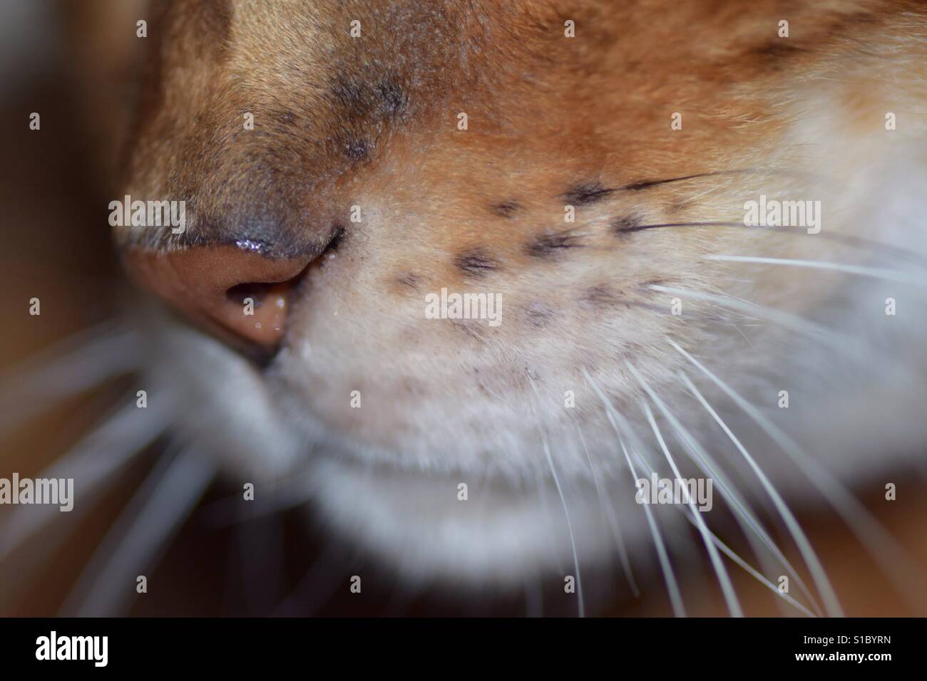 Cat nose hi-res stock photography and images - Alamy