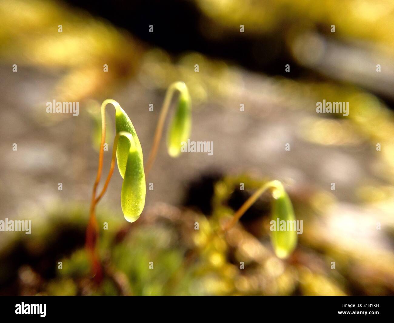 Moss pod hi-res stock photography and images - Alamy