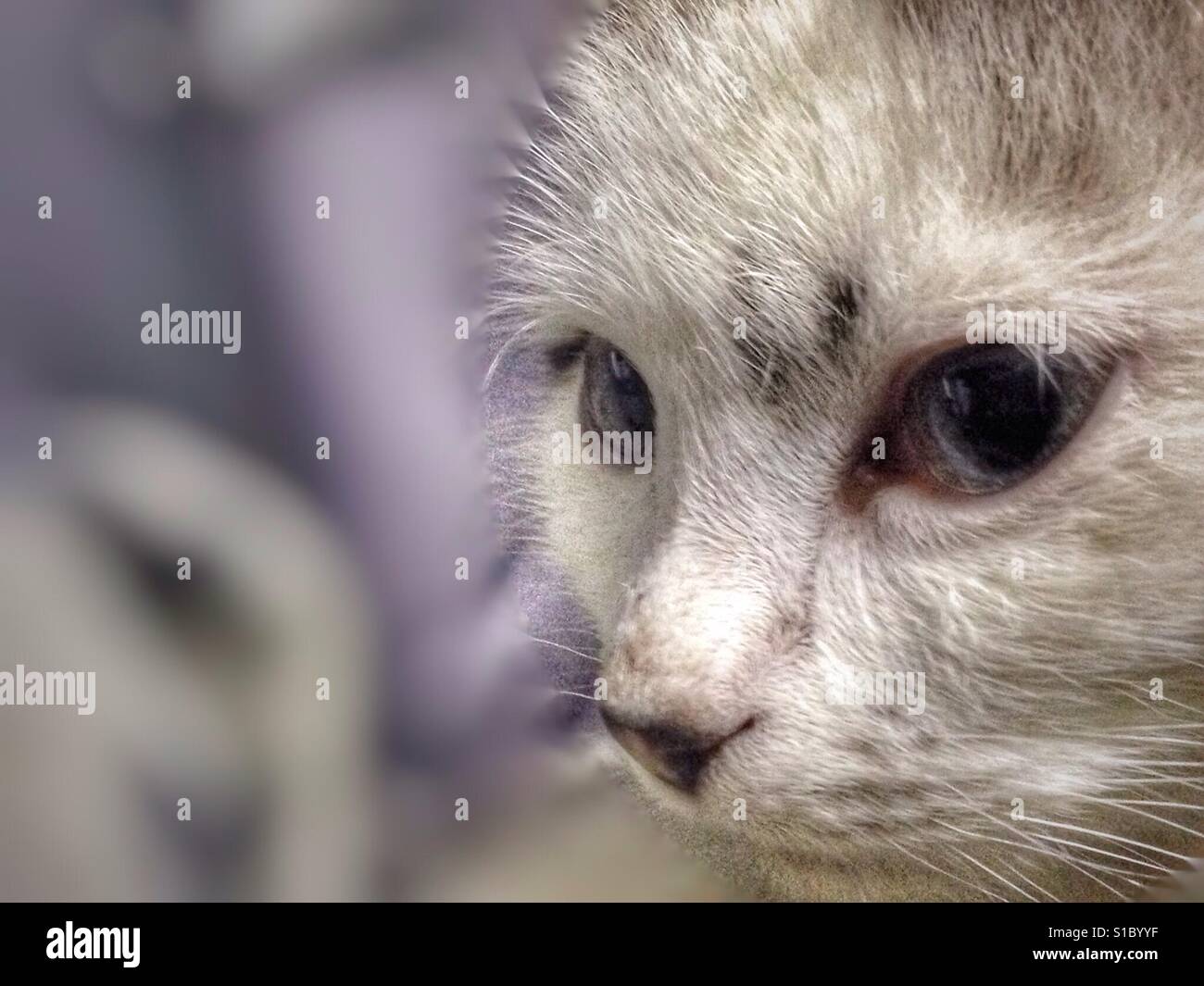 Macro cat portrait hi-res stock photography and images - Alamy