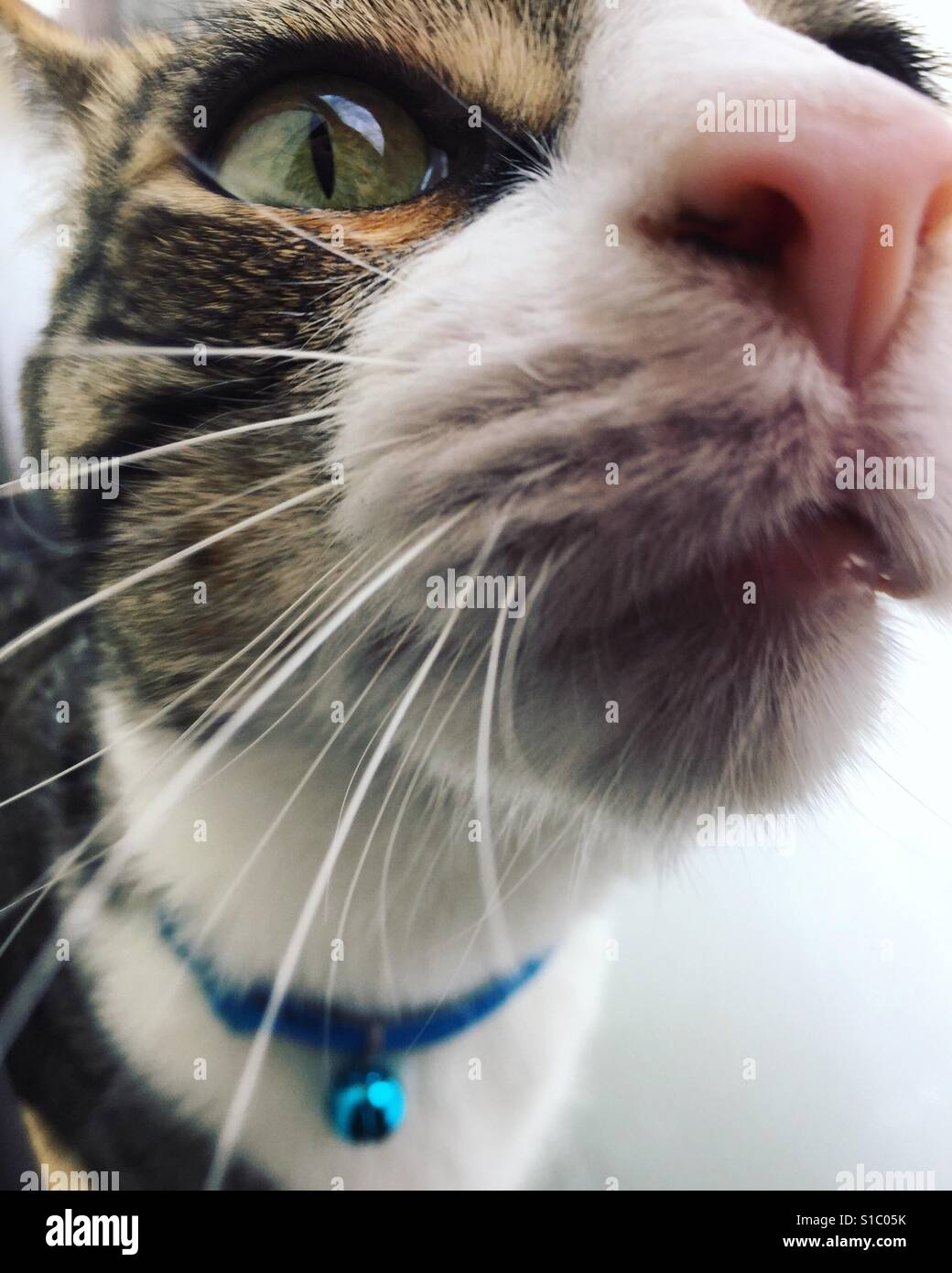 Animal cat pet kitty animals hi-res stock photography and images - Alamy