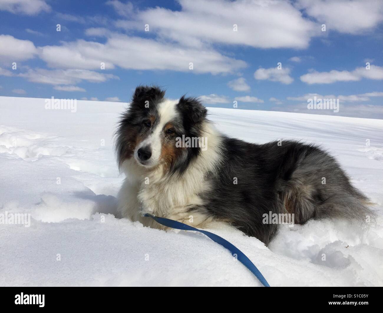 Pet snow hi-res stock photography and images - Alamy