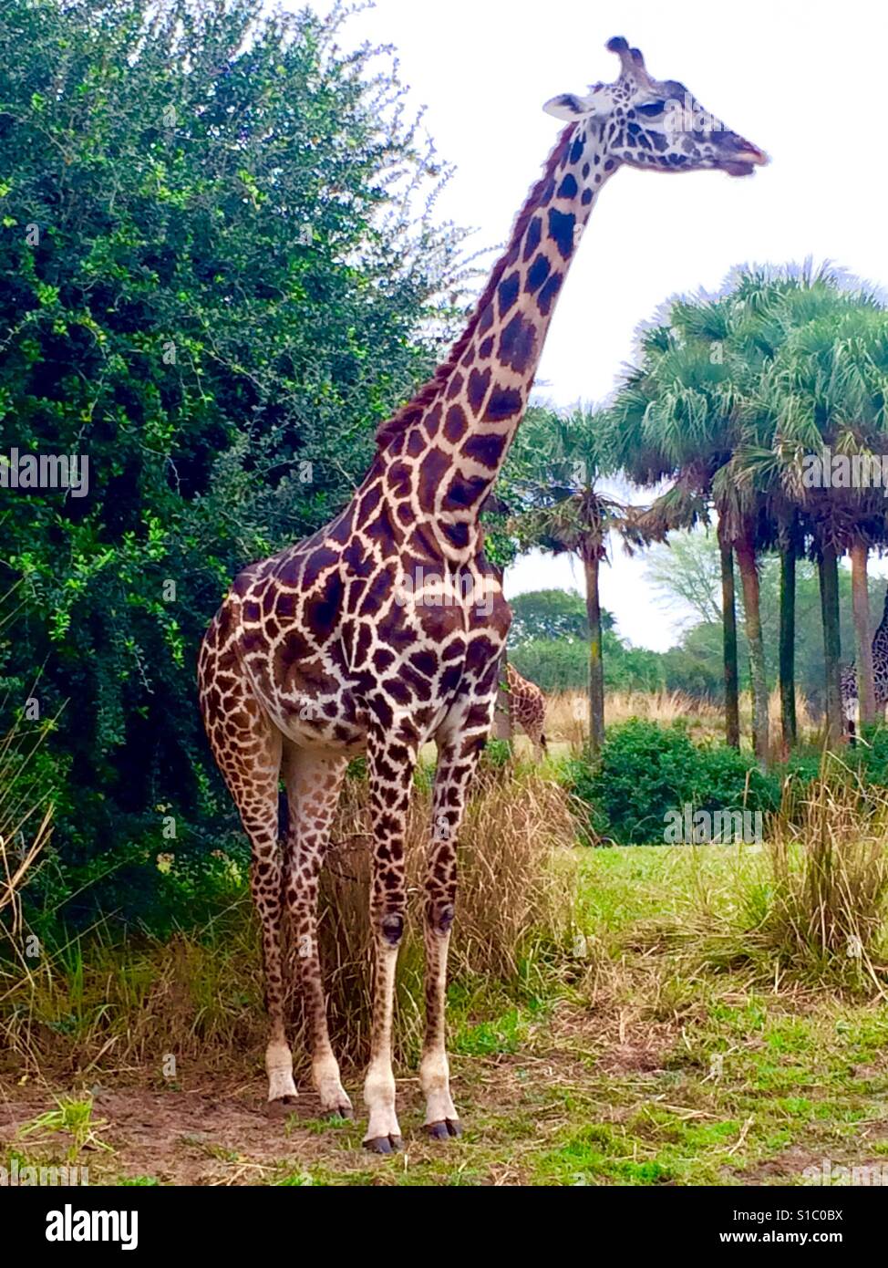 Tall standing hi-res stock photography and images - Alamy