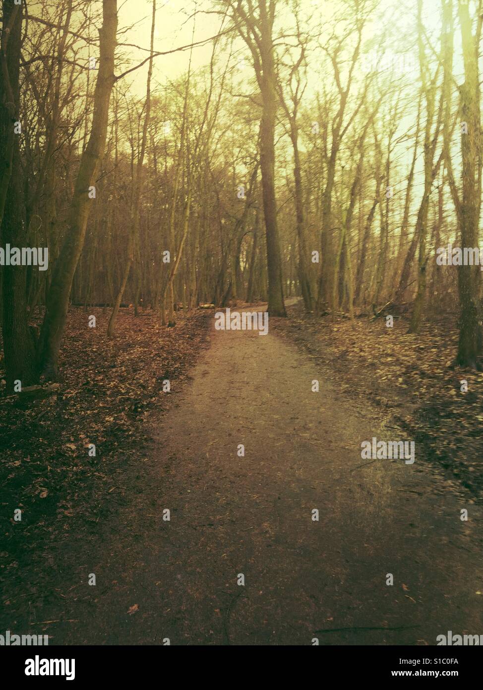 Empty forest path hi-res stock photography and images - Alamy