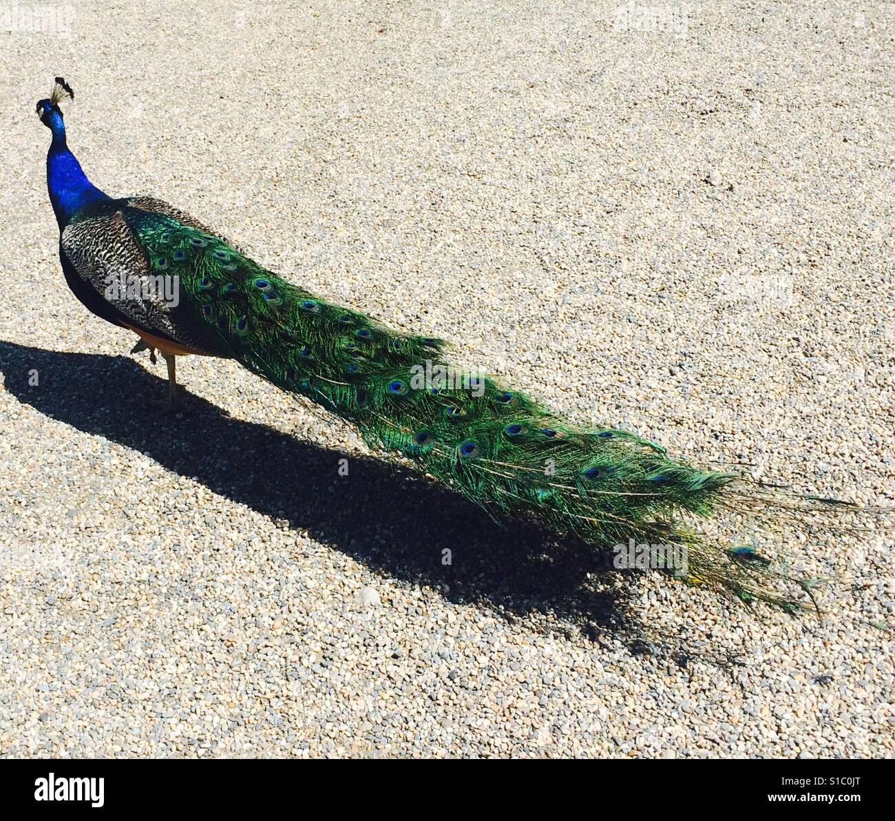 Most beautiful animals hi-res stock photography and images - Alamy