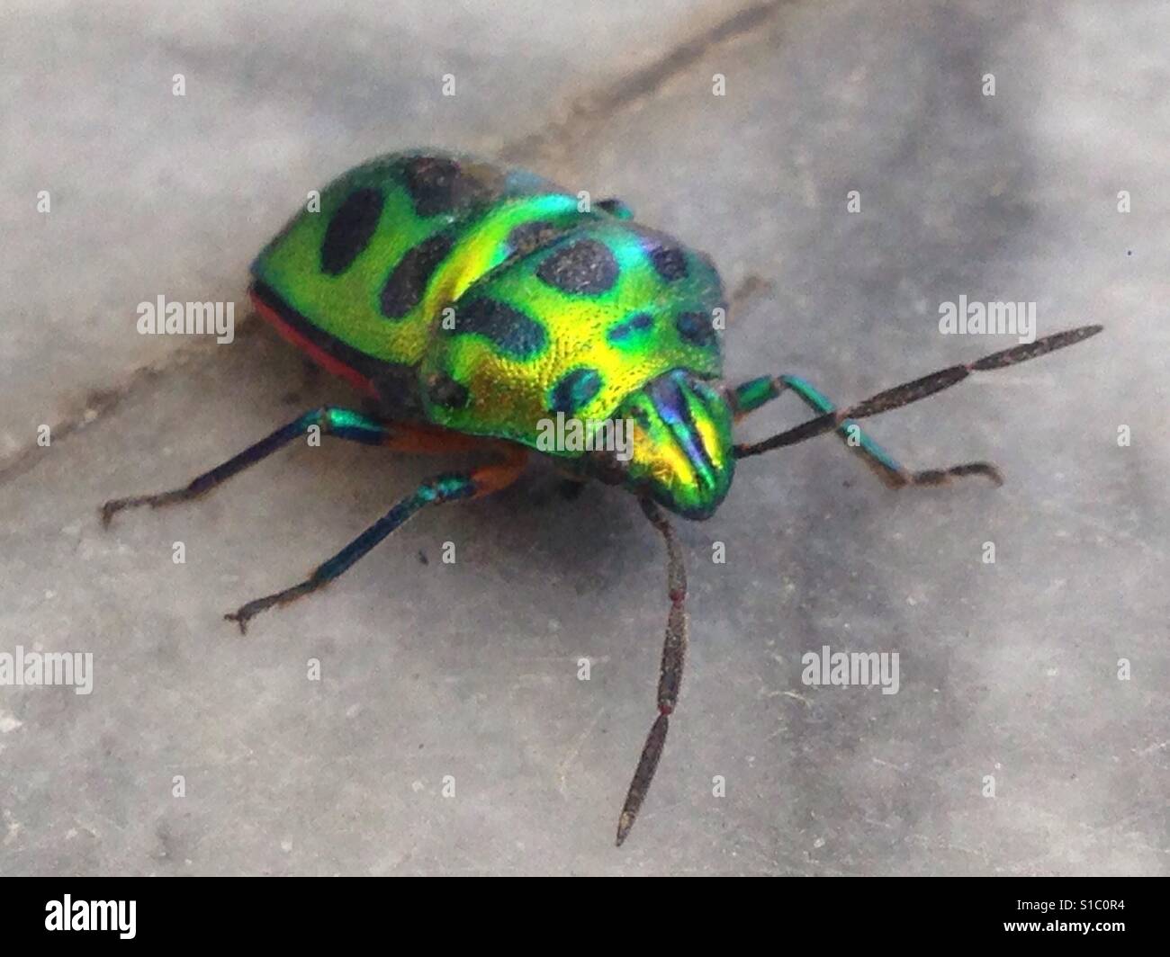 Iridescent beetle hi-res stock photography and images - Alamy