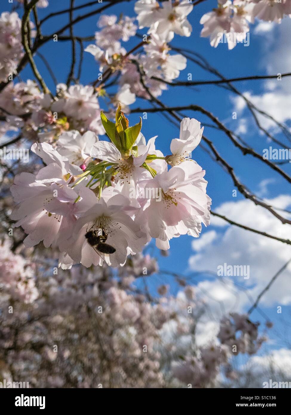 London cherry blossom hi-res stock photography and images - Alamy