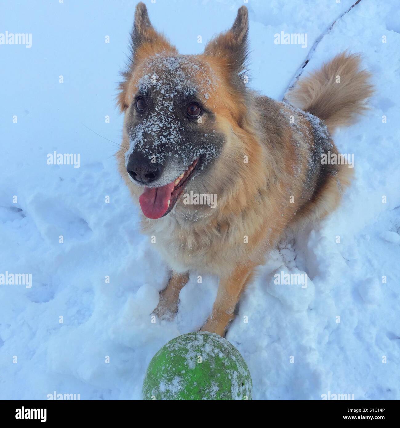 Happy dogs playing in snow hi-res stock photography and images - Alamy