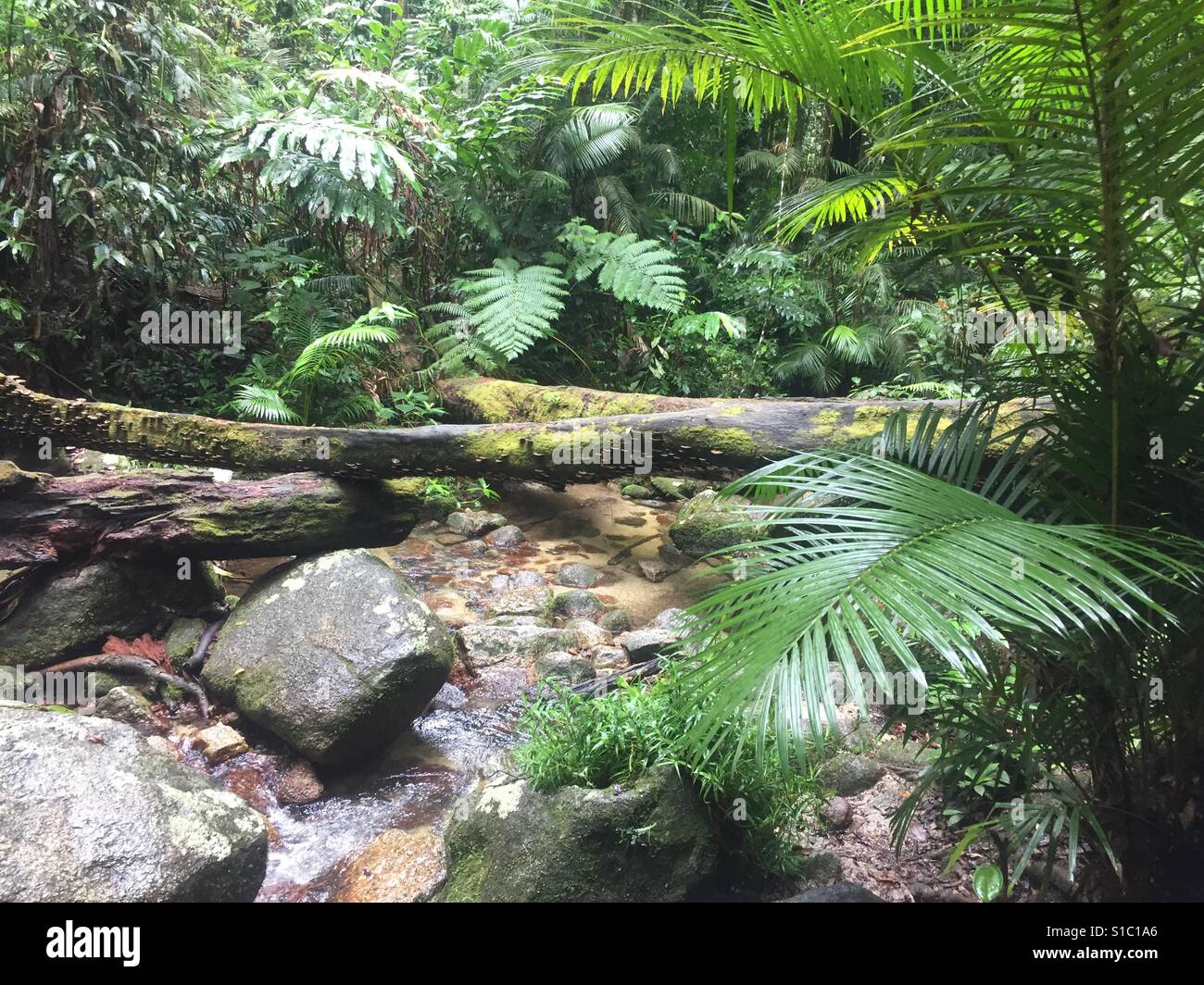 Rainforest trees stream hi-res stock photography and images - Alamy