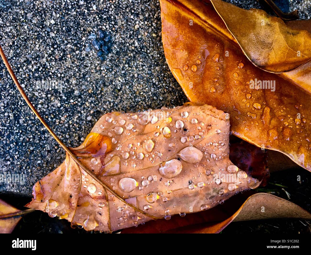 Dying leaves hi-res stock photography and images - Alamy