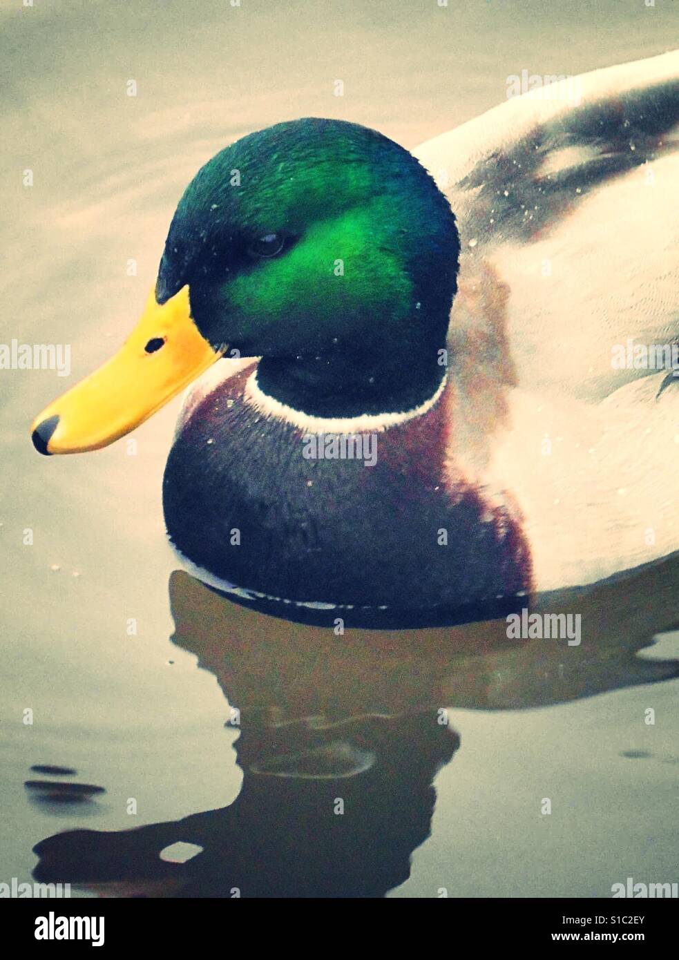 Green head ducks hi-res stock photography and images - Alamy