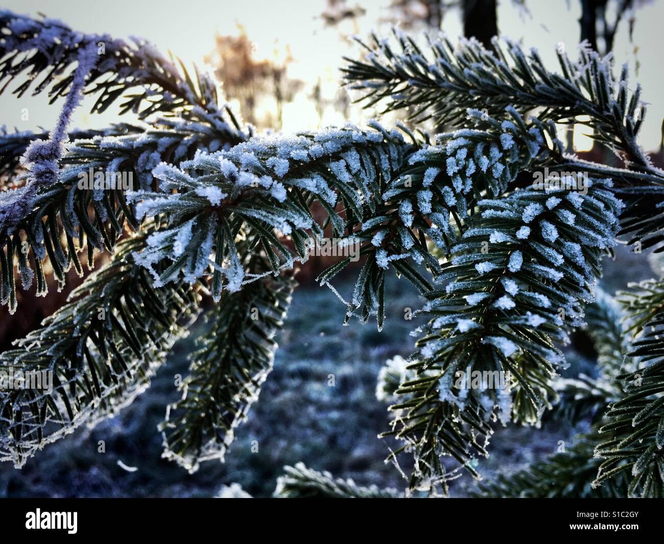Icy pine tree hi-res stock photography and images - Alamy