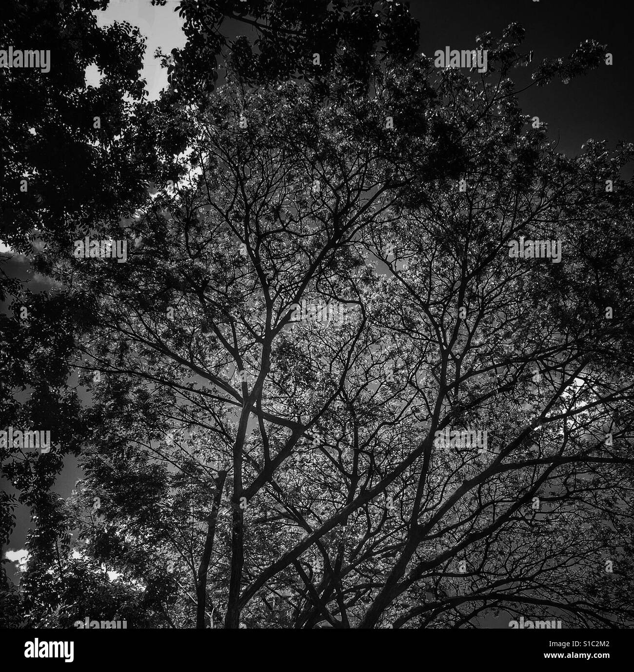 Beneath the Trees Stock Photo - Alamy
