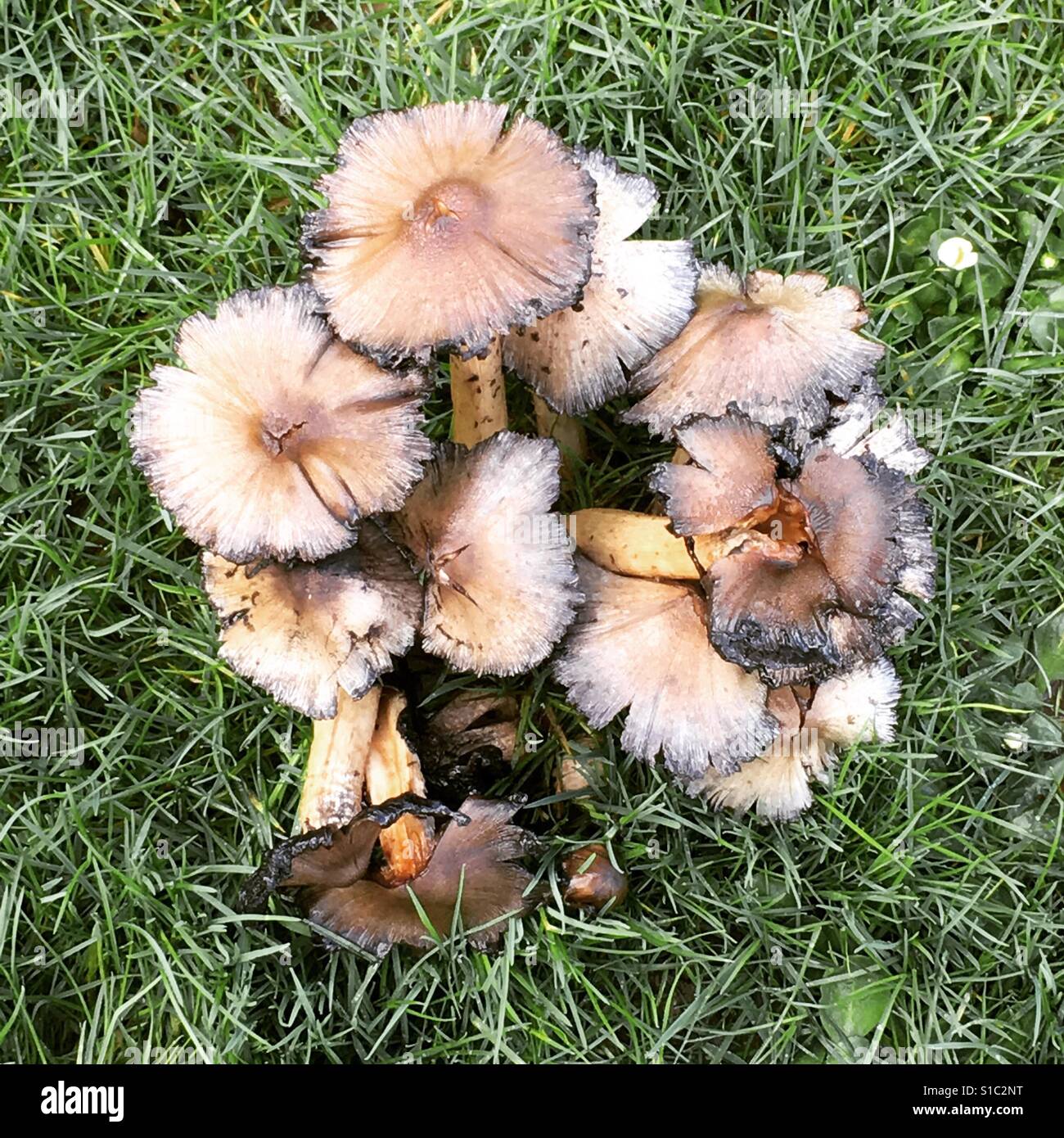 Mushrooms patch hi-res stock photography and images - Alamy