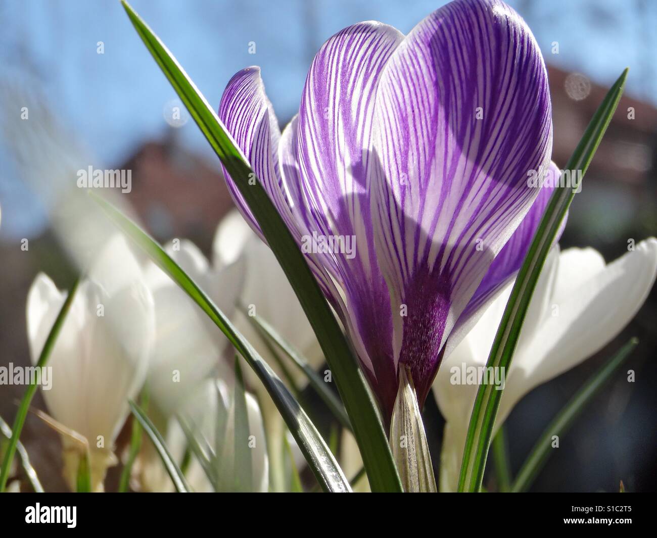 Spring love hi-res stock photography and images - Alamy