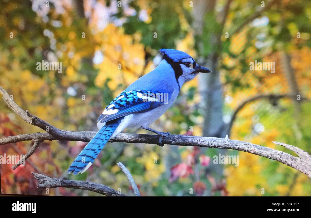 North American Birds