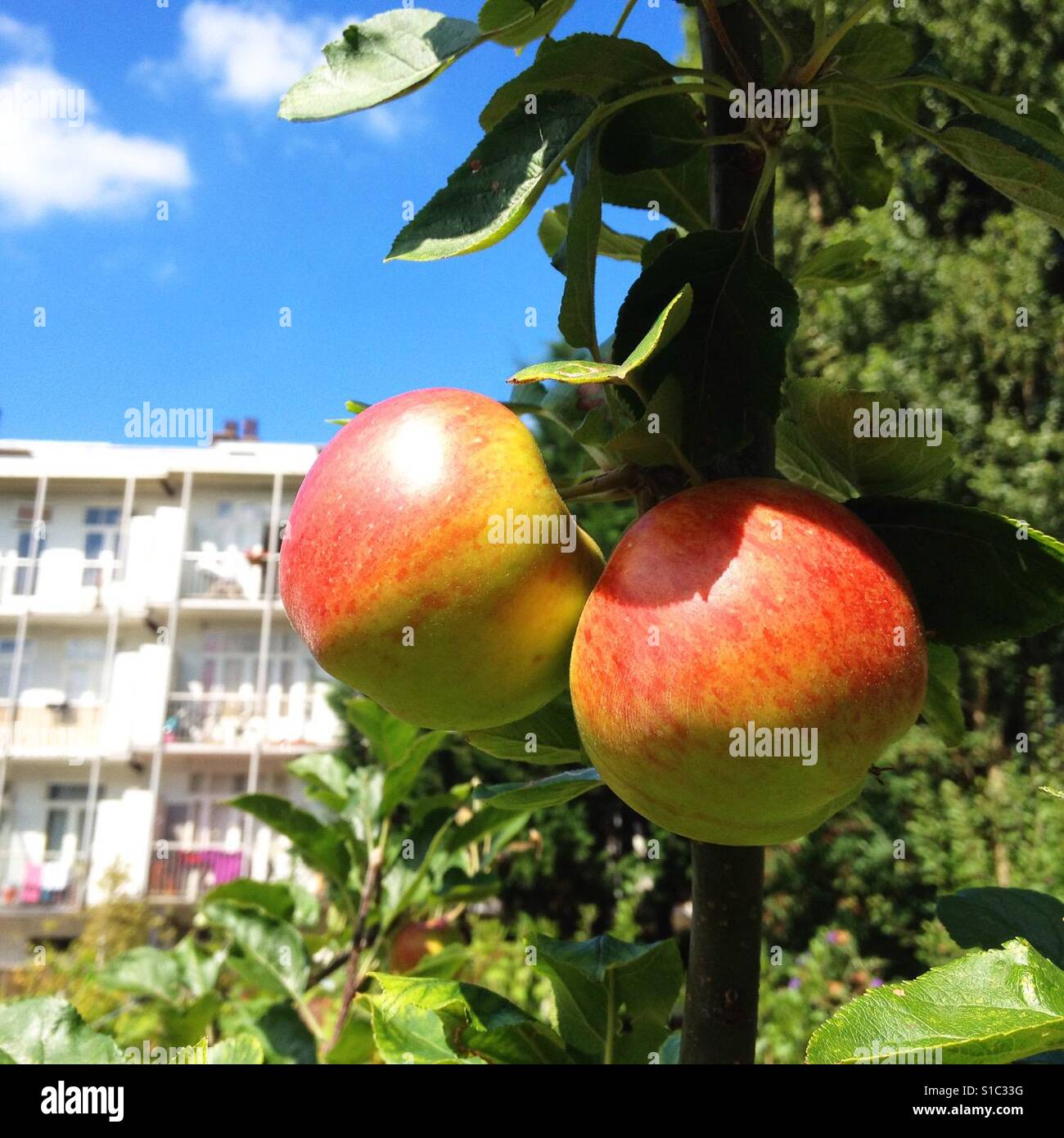 Apple tree in an urban garden Stock Photo - Alamy