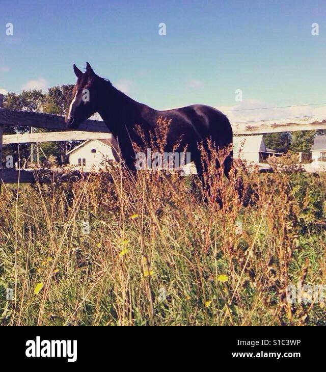 Wild soul hi-res stock photography and images - Alamy