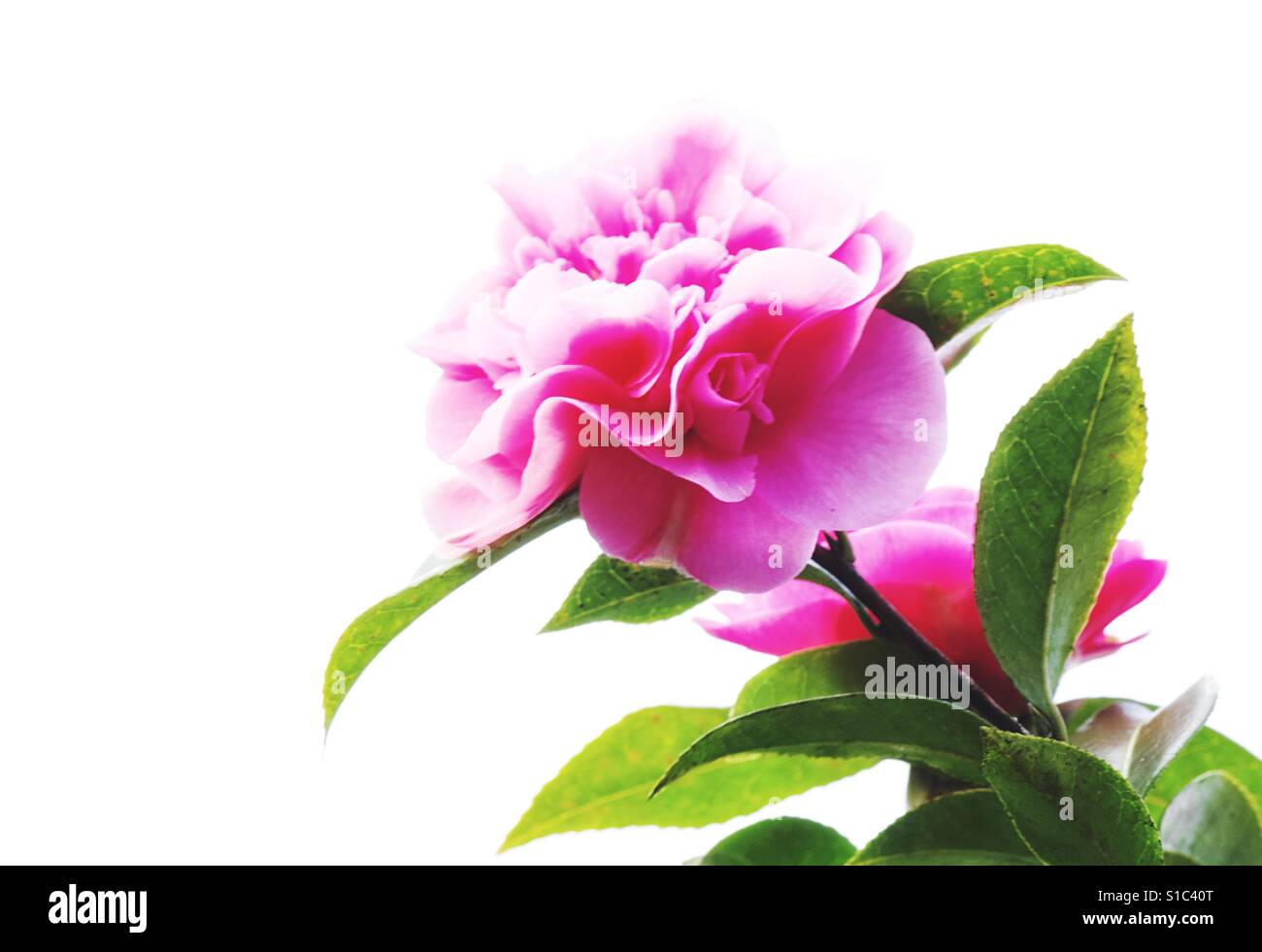 Pink rose, blank background Stock Photo - Alamy