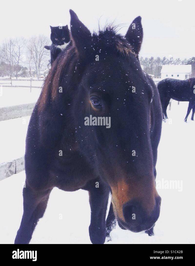 Yeehaw hi-res stock photography and images - Alamy