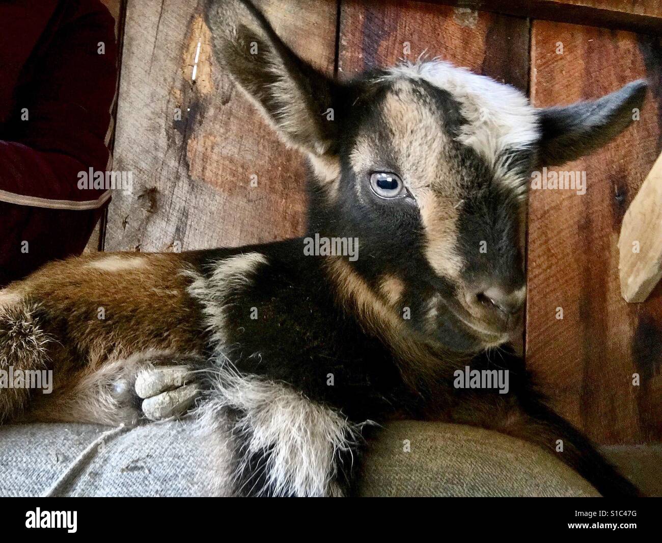 Adorable baby animals hi-res stock photography and images - Alamy