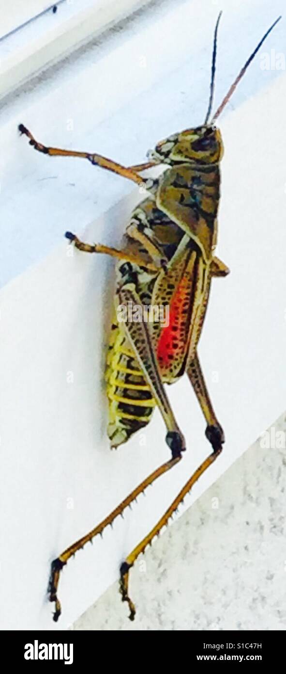 Grasshopper eyes hi-res stock photography and images - Alamy