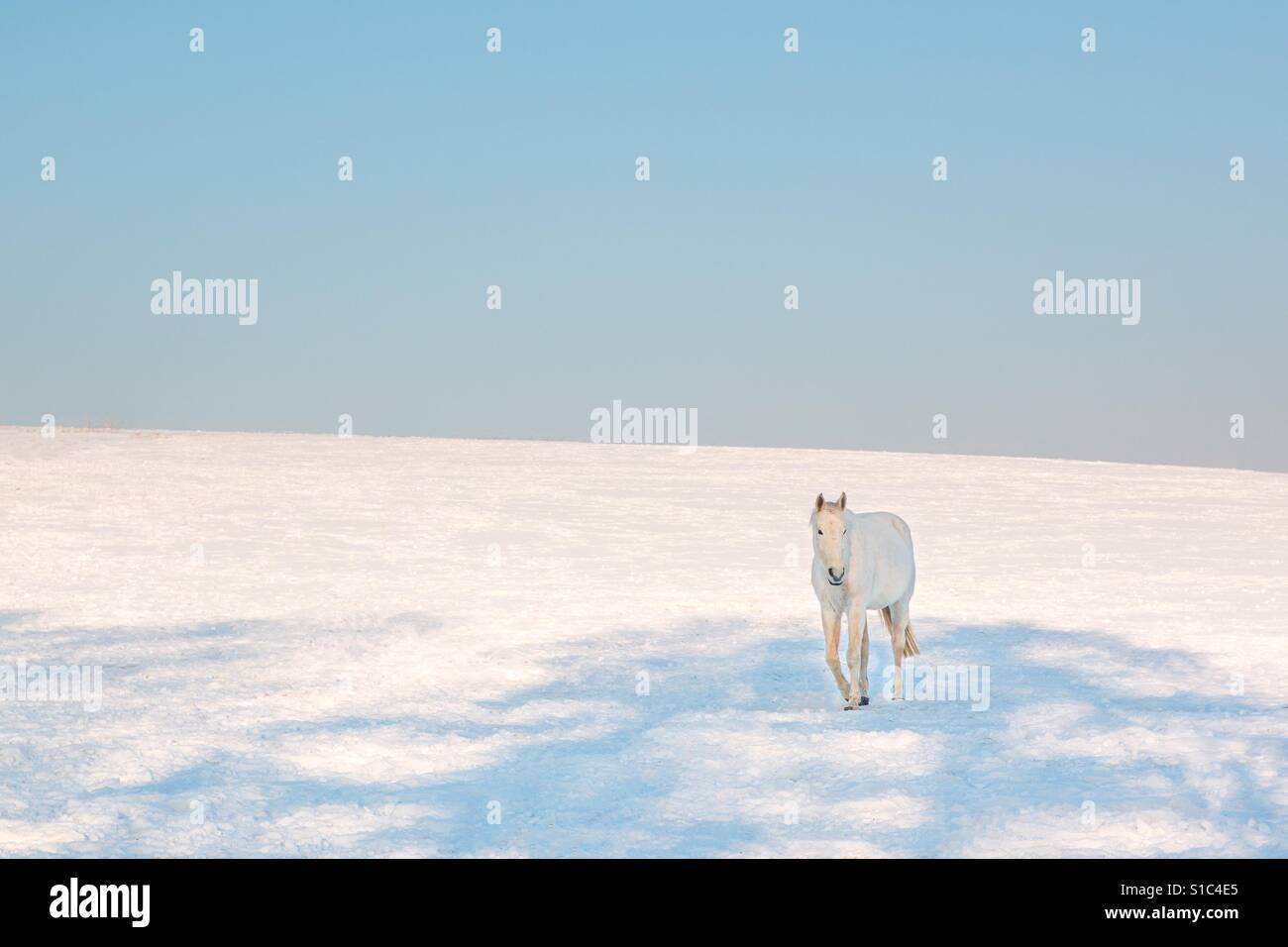 Horse winter background hi-res stock photography and images - Alamy