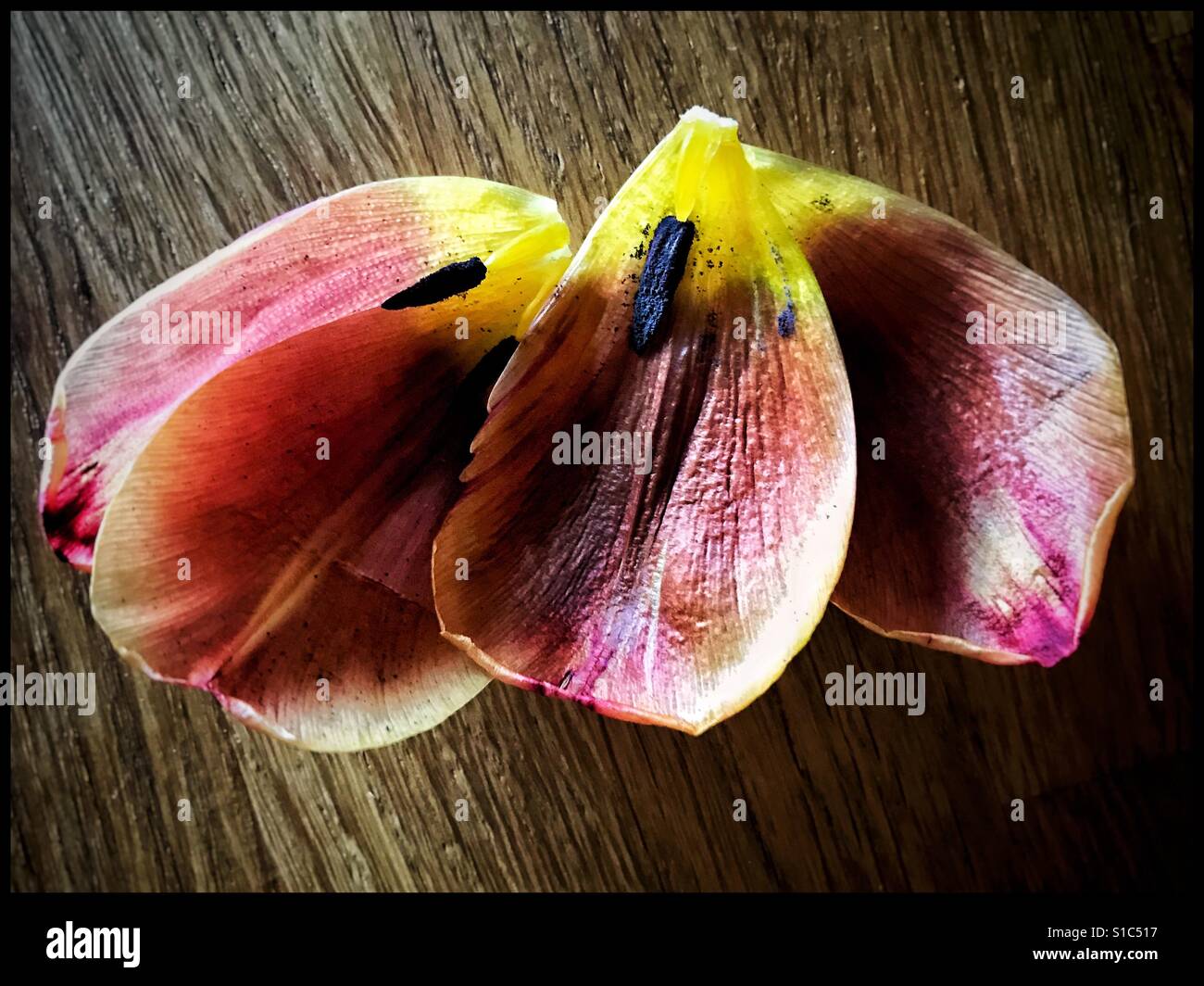 Tulip details hi-res stock photography and images - Alamy