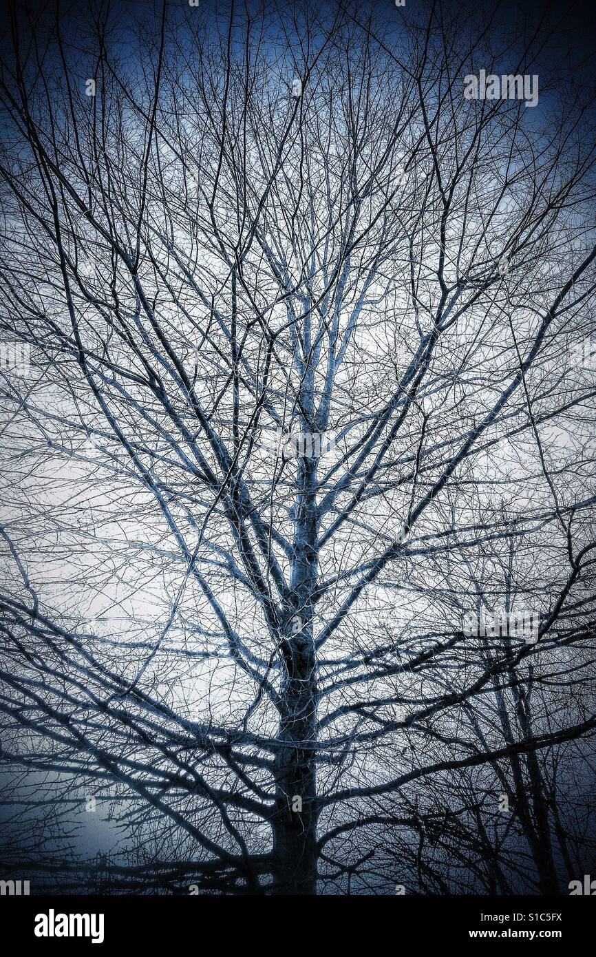 Ice tree hi-res stock photography and images - Alamy