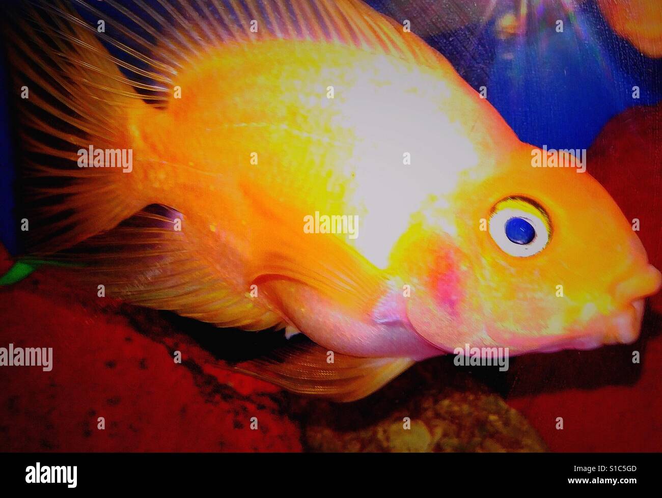 Pet Gold Fish High Resolution Stock Photography and Images - Alamy