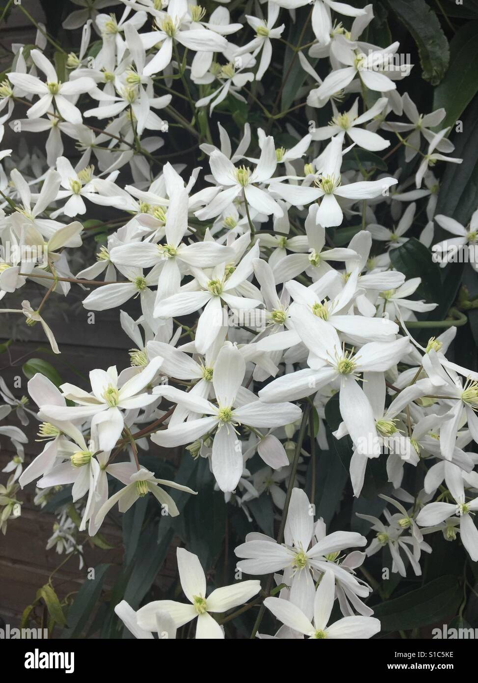 Spring flowering clematis hi-res stock photography and images - Alamy