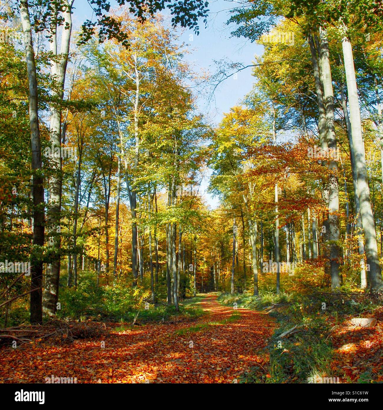 Beautiful forest trail Stock Photo - Alamy