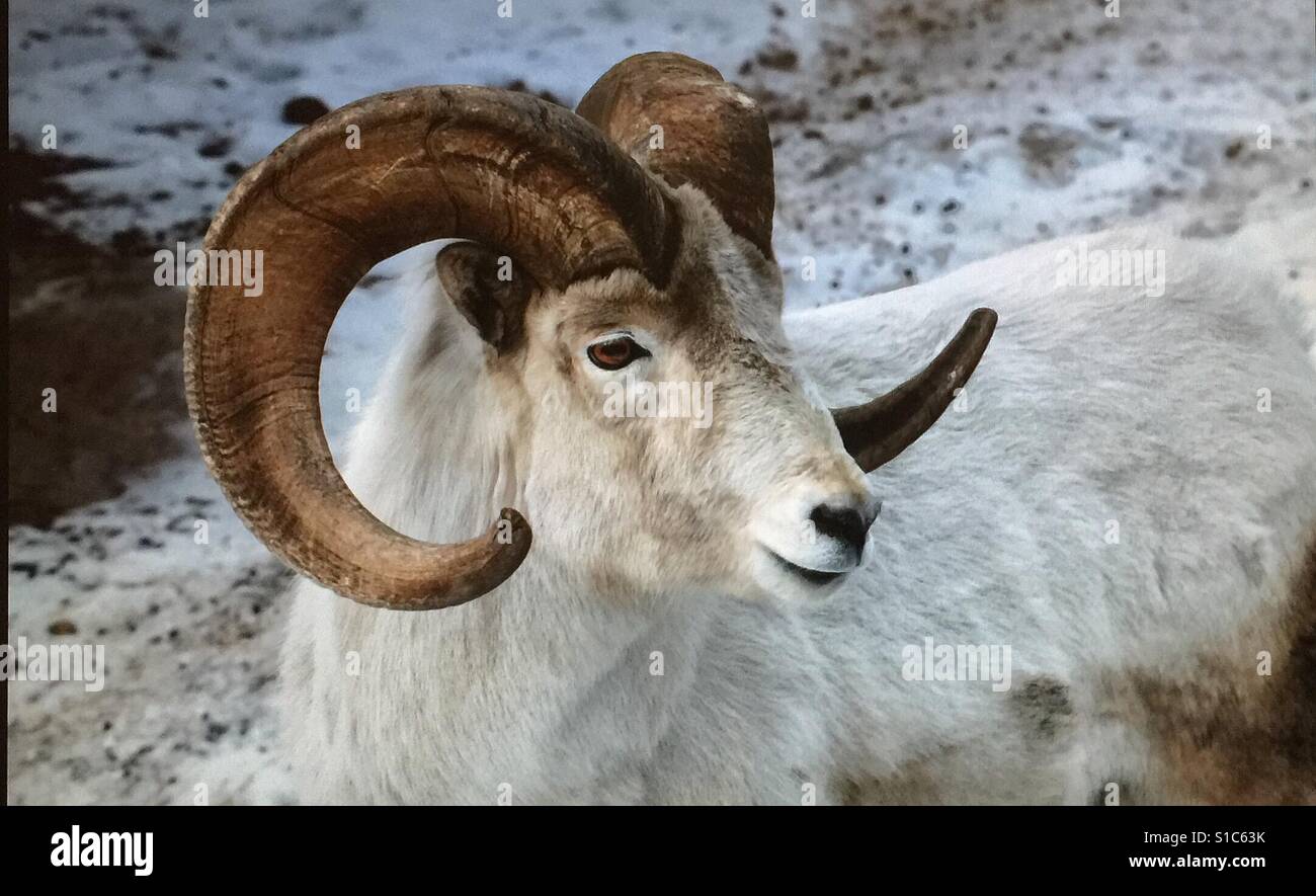 Dahl sheep hi-res stock photography and images - Alamy