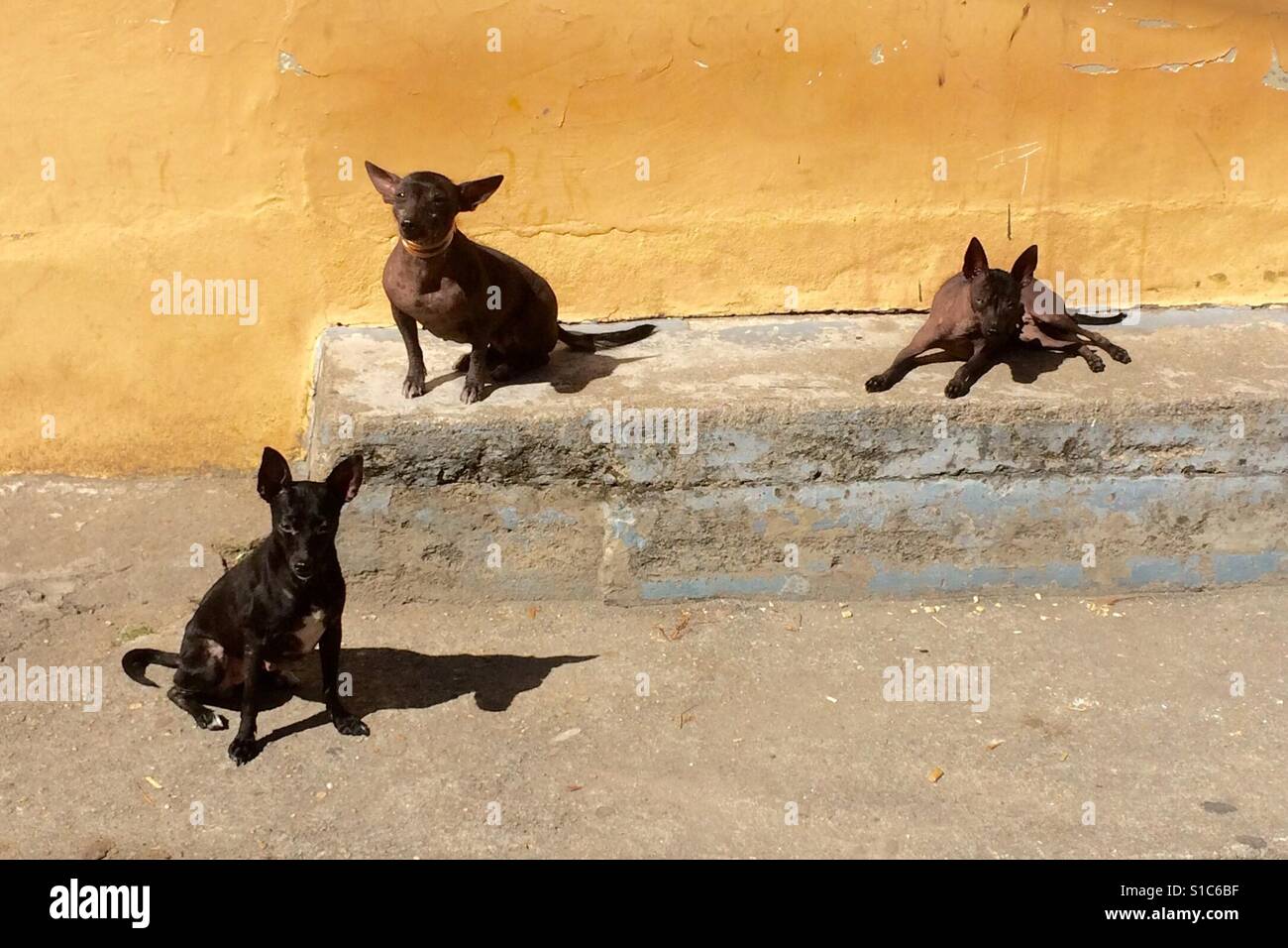Hairless peruvian dog hi-res stock photography and images - Alamy
