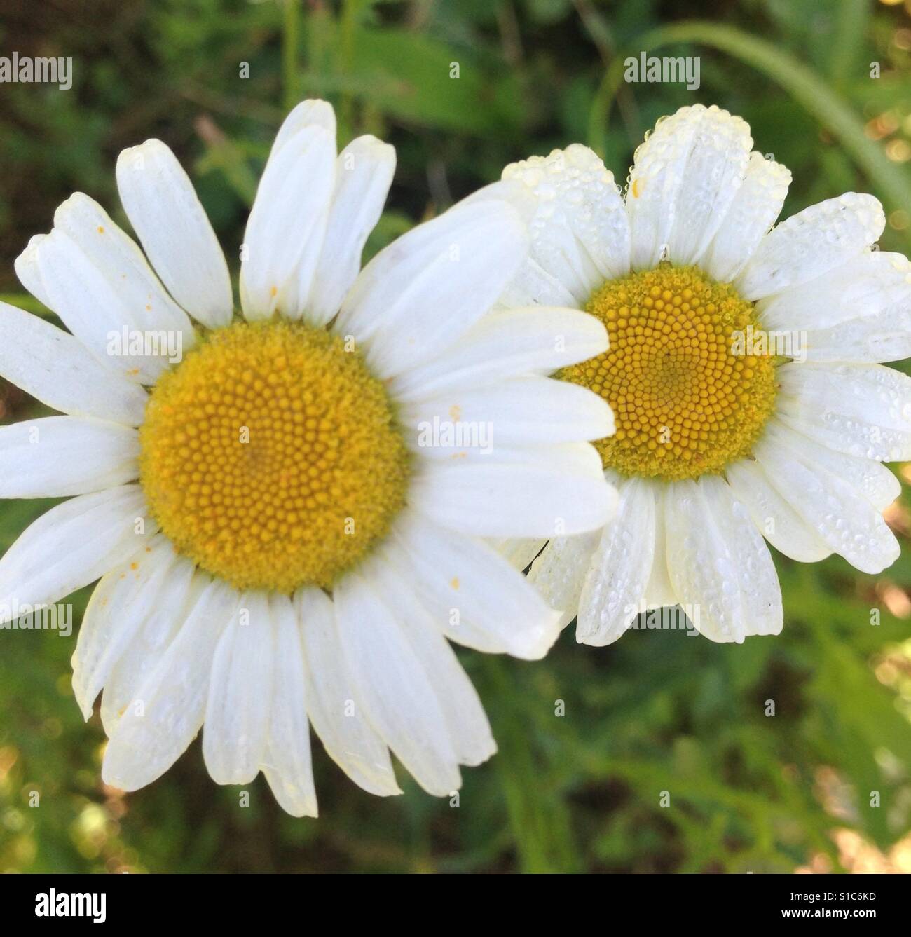 Pair of images hi-res stock photography and images - Alamy