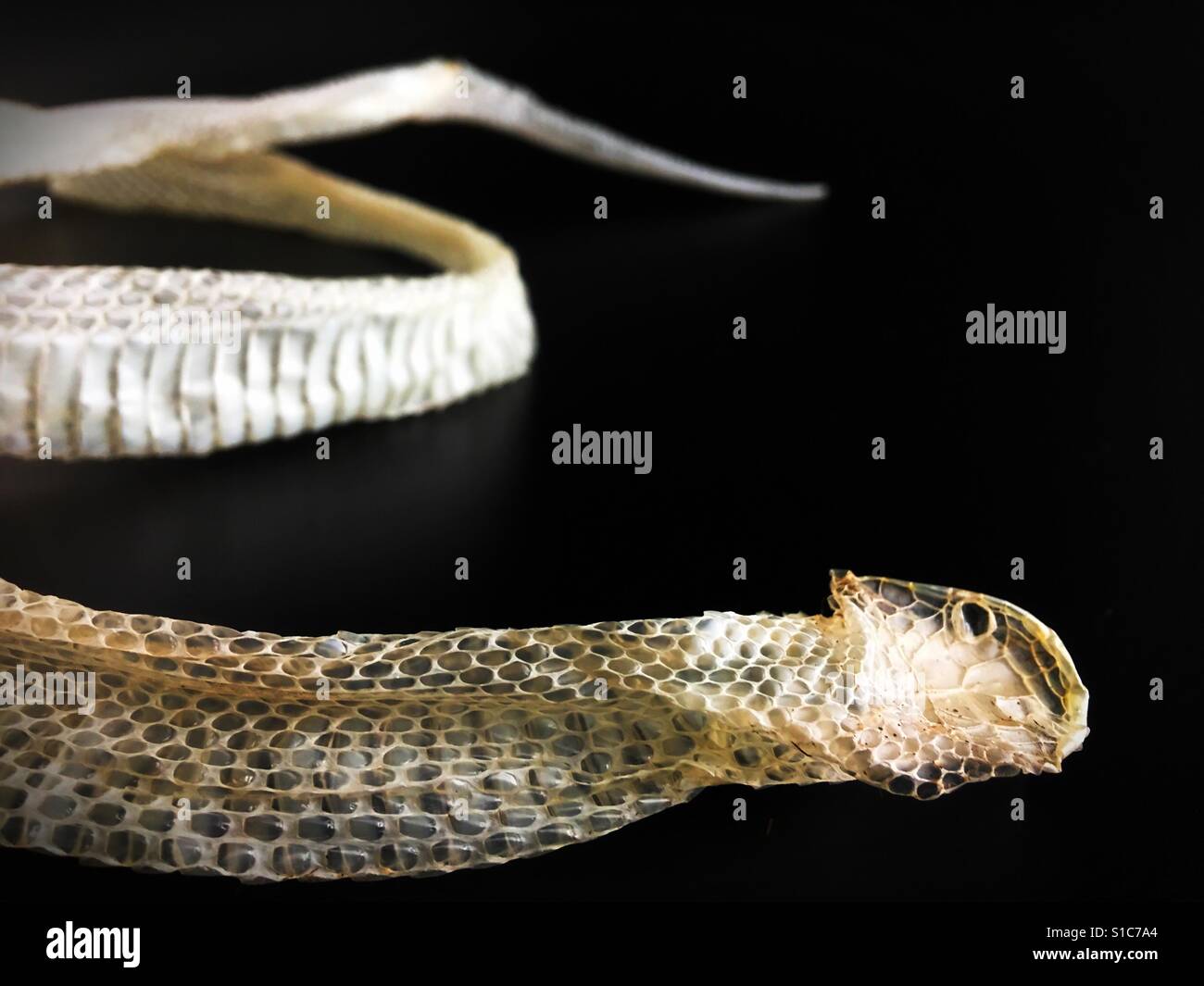 Snake skin shed hi-res stock photography and images - Alamy